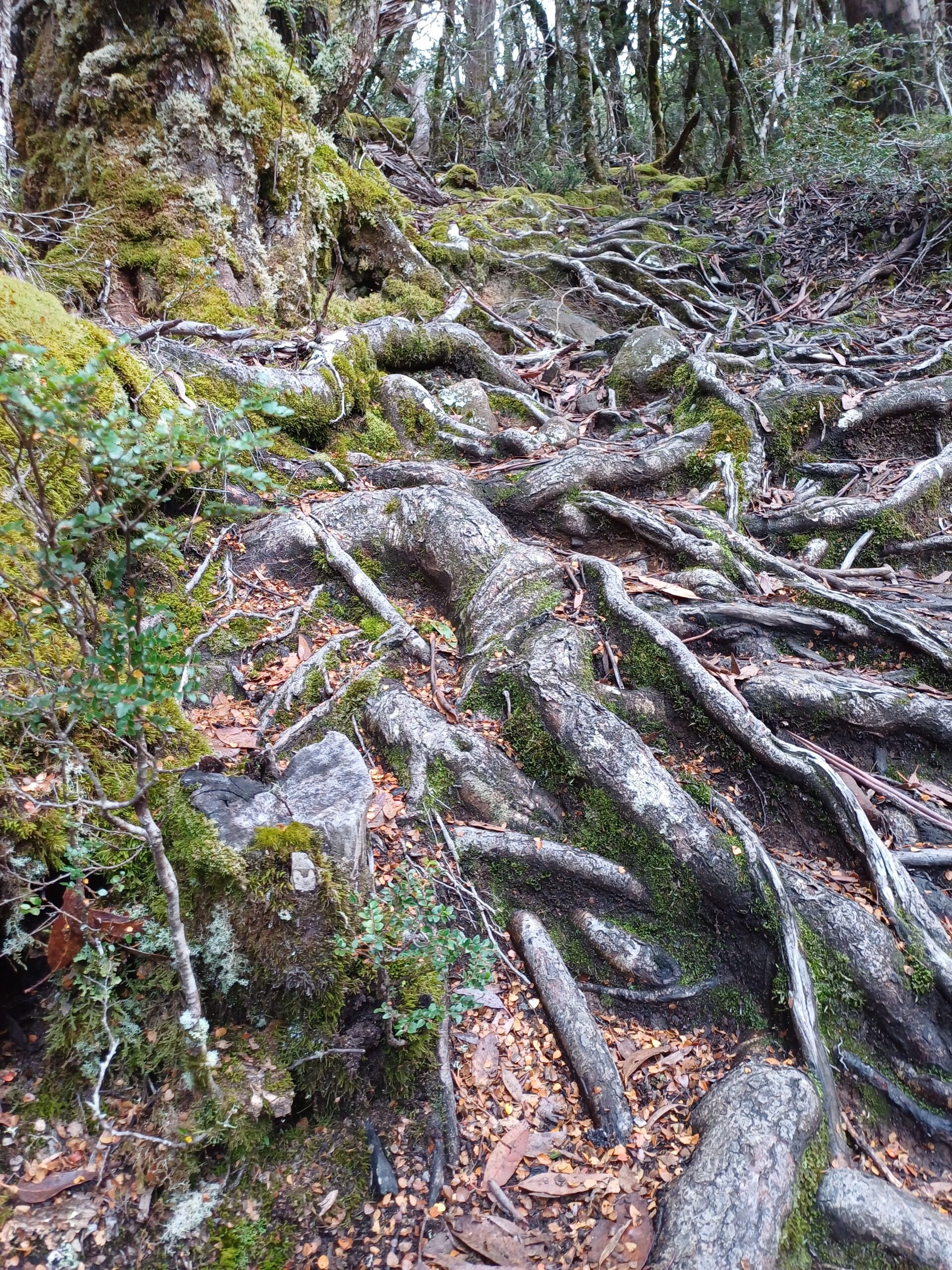 Lake St Clair’s Concealed Zen - Ian Wilson